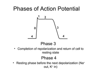 Cardiac Electrophysiology | PPT