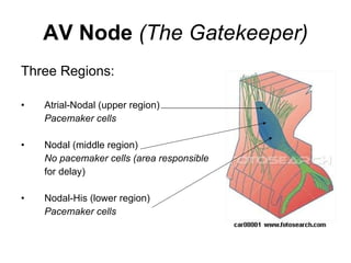 Cardiac Electrophysiology | PPT