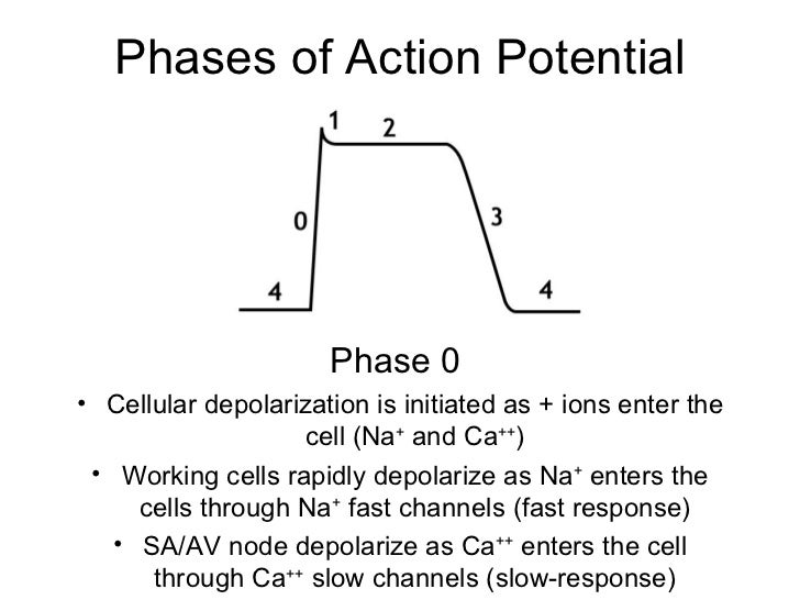 Cardiac Electrophysiology