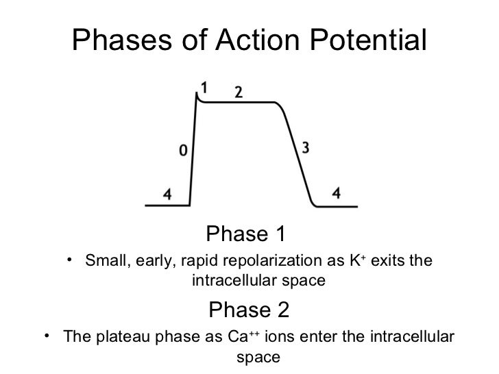 Cardiac Electrophysiology