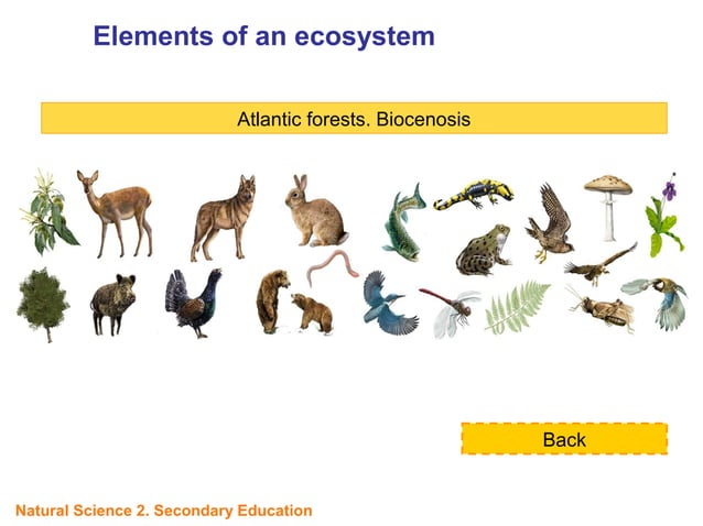 Elements of an ecosystem | PPT