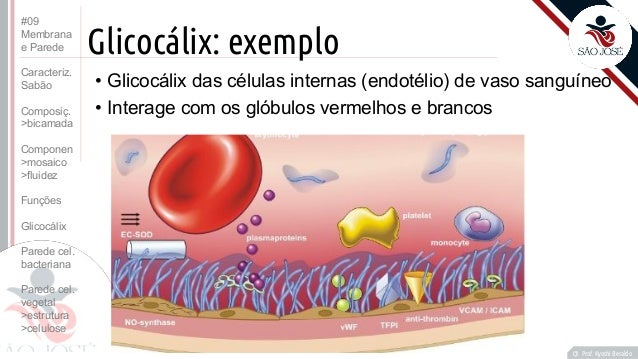 1EM #09 Membrana e parede (2016)