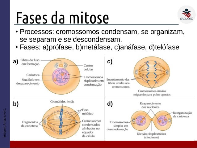 1EM #13 Mitose