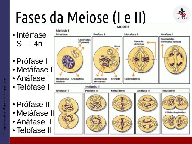 1EM #14 Meiose e Ciclo