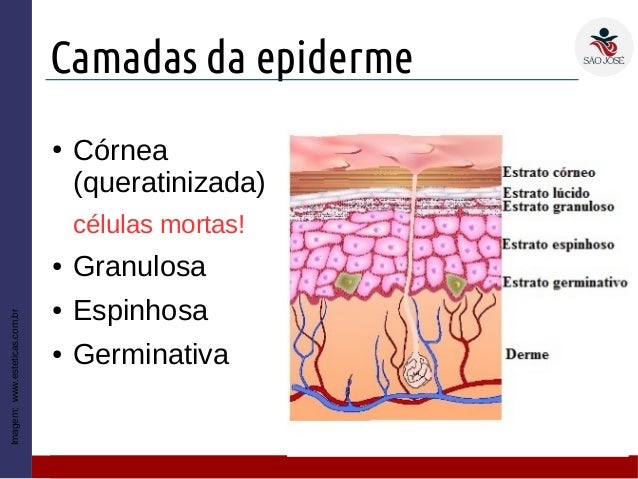 1EM #30 Epitelial parte2