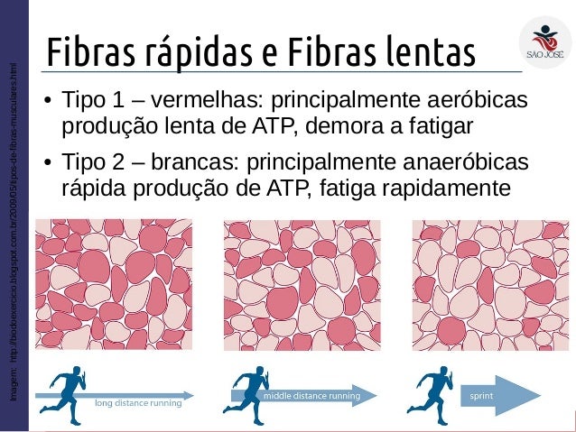 1EM #34 Tecido muscular