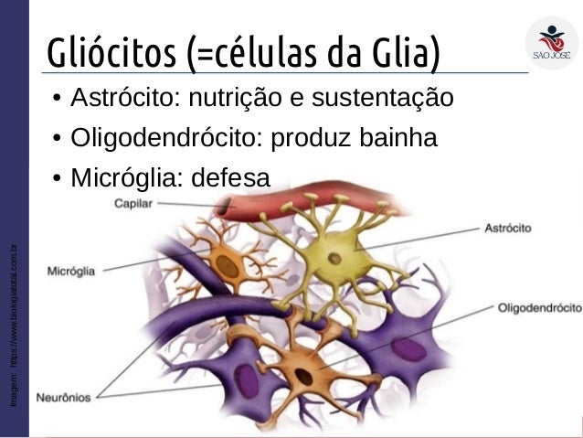 1EM #35 tecido nervoso