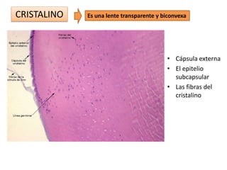 1 embriología, histología y anatomía del ojo | PPTX