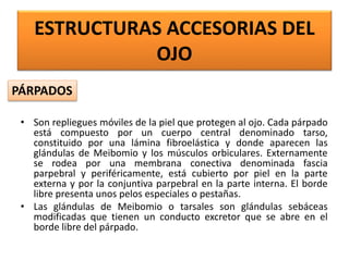 1 embriología, histología y anatomía del ojo | PPTX