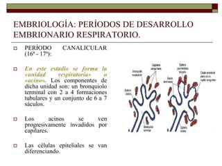 Anatomia y Embriologia del Sistema Respiratorio | PPTX