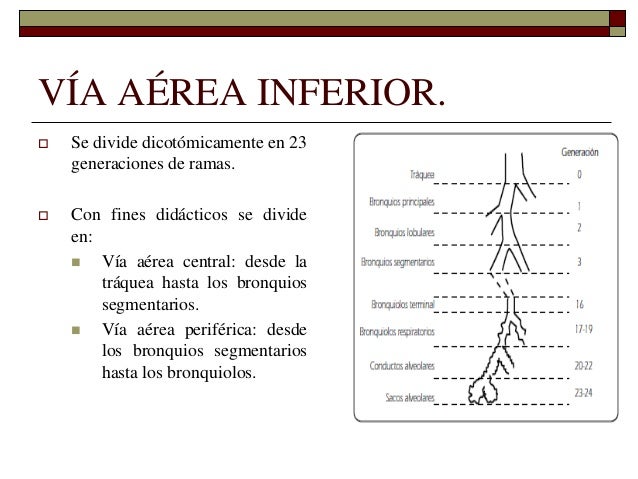 Anatomia y Embriologia del Sistema Respiratorio