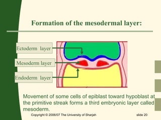 1 embryology | PPT