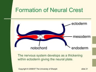 1 embryology | PPT