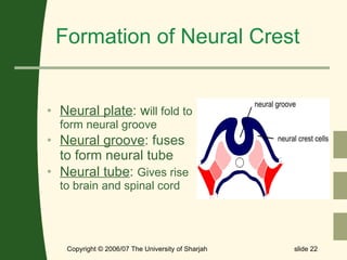 1 embryology | PPT