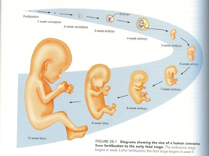 Embryology Meaning