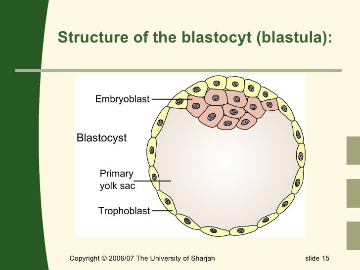 1 embryology