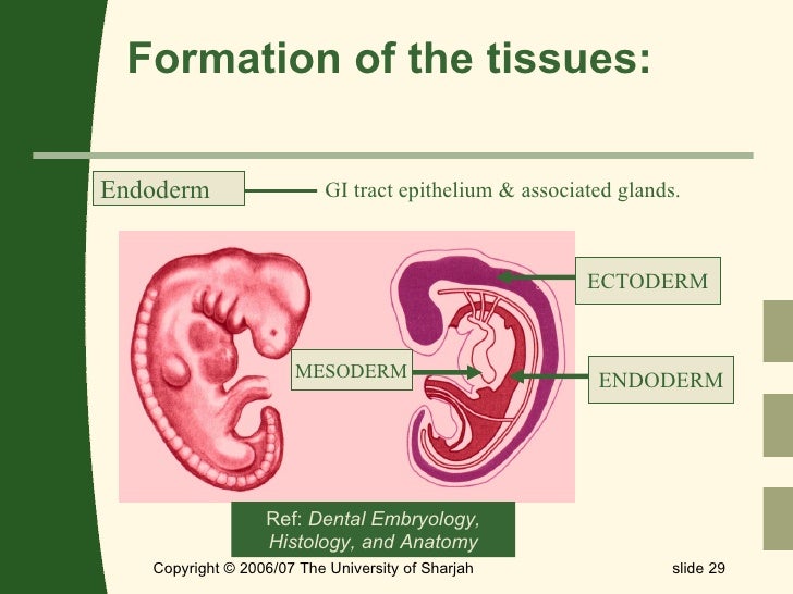 1 embryology