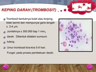 1E_MEDIA PEMBELAJARAN 1_SISTEM PEREDARAN DARAH_CITRA LEONIE, S.Pd.pptx