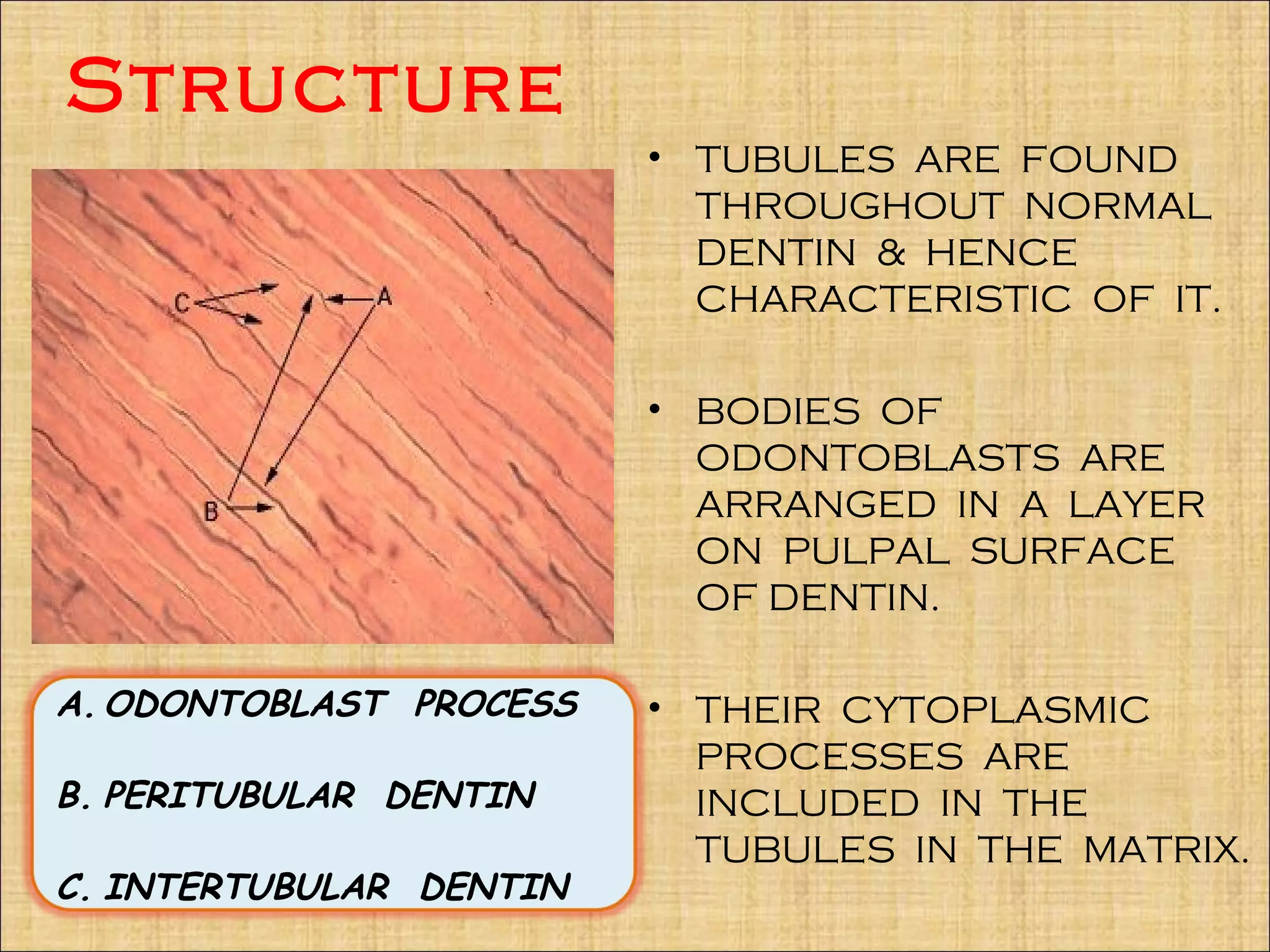 1 enamel dentin pulp | PPT