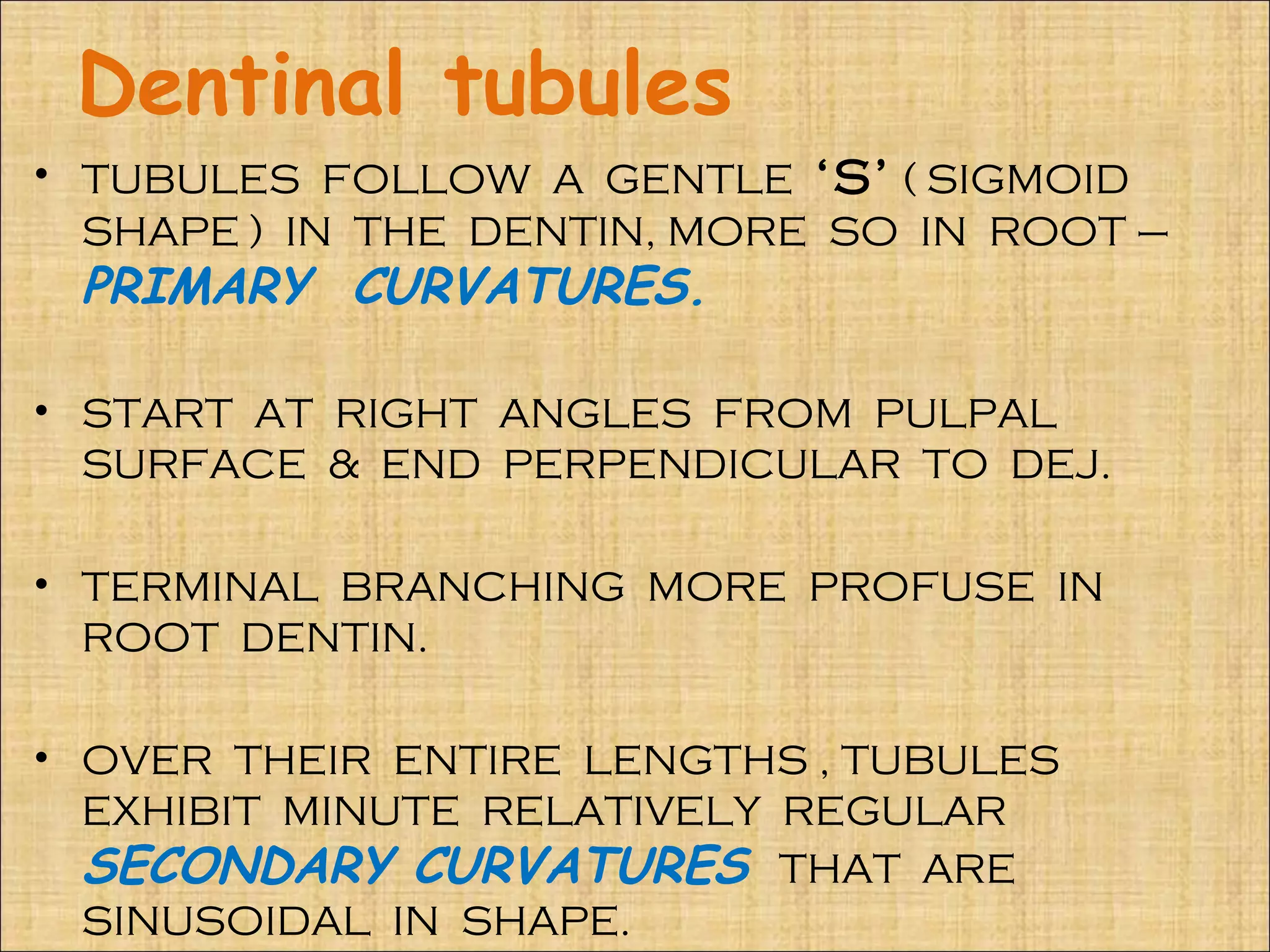1 enamel dentin pulp | PPT