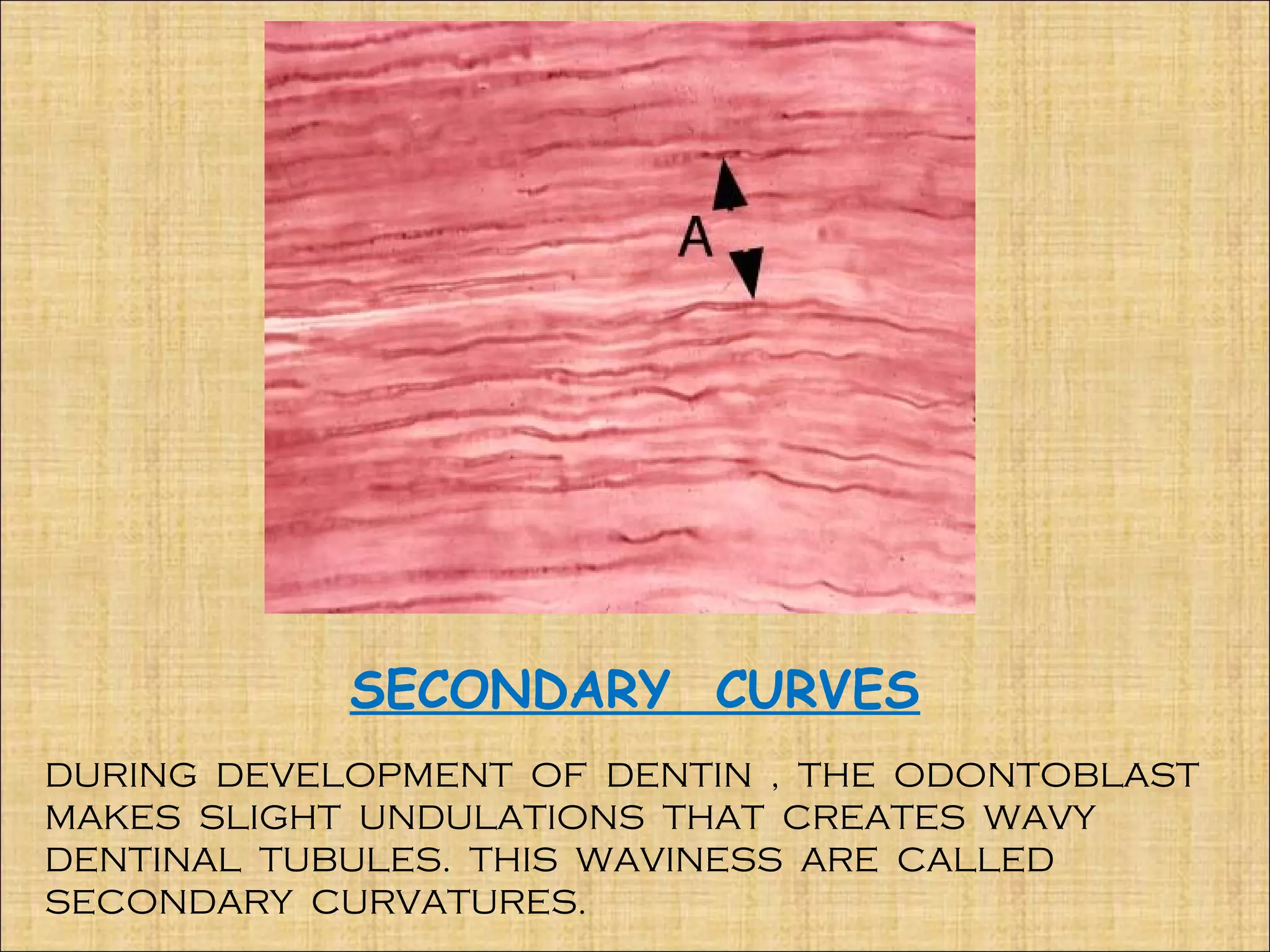 1 enamel dentin pulp | PPT