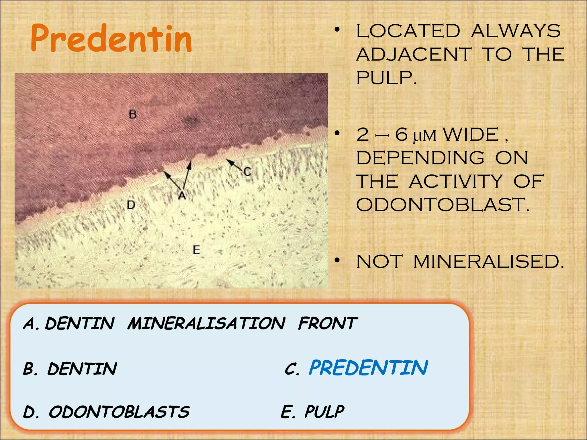 1 enamel dentin pulp | PPT