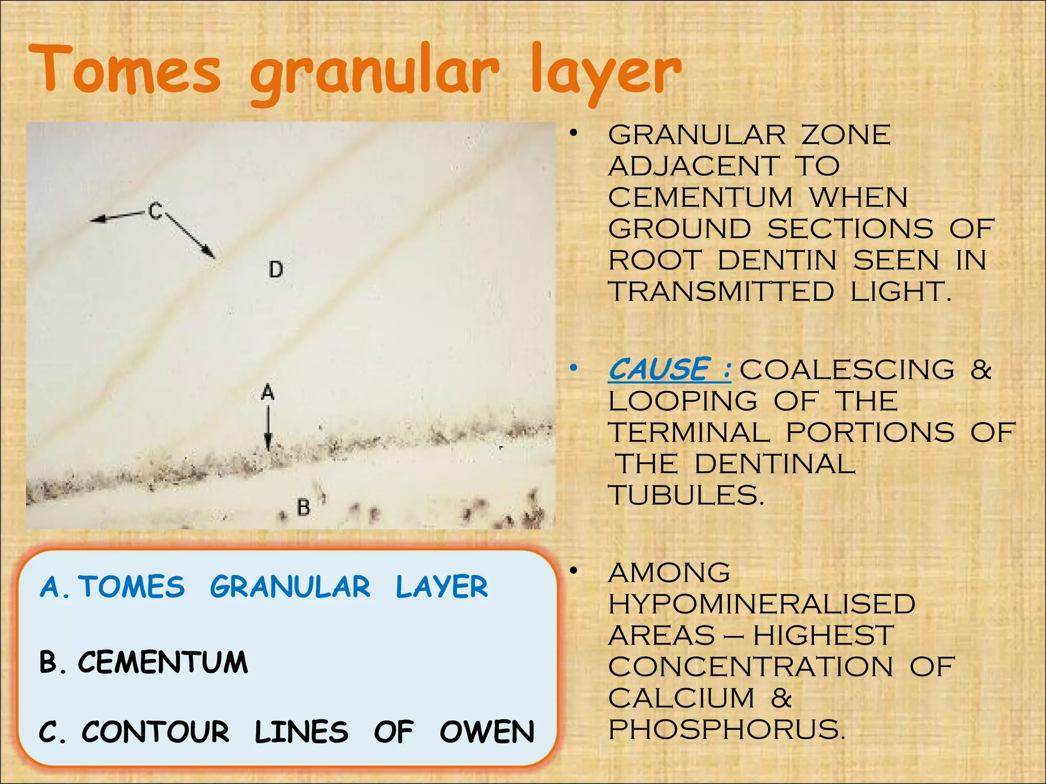 1 enamel dentin pulp | PPT