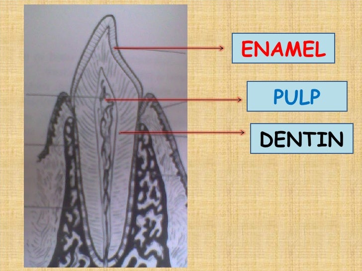 1 enamel dentin pulp
