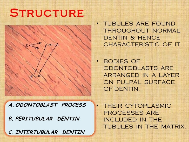 1 enamel dentin pulp
