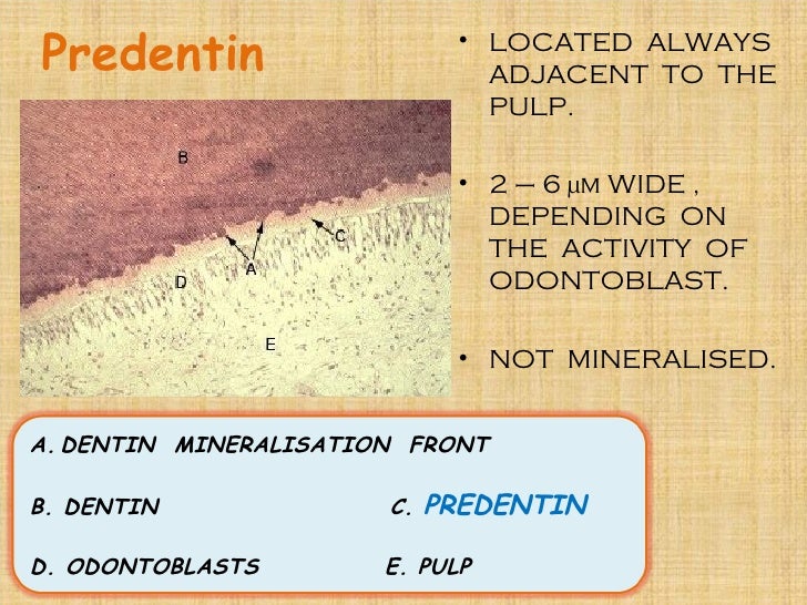 1 enamel dentin pulp