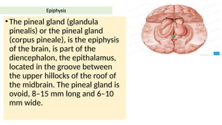 Morphological characteristics of Endocrine apparatus .pptx
