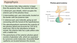 Morphological characteristics of Endocrine apparatus .pptx