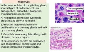 Morphological characteristics of Endocrine apparatus .pptx