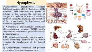 Morphological characteristics of Endocrine apparatus .pptx