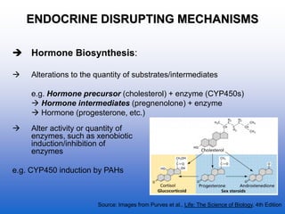 1Endocrine_Disruption.ppt