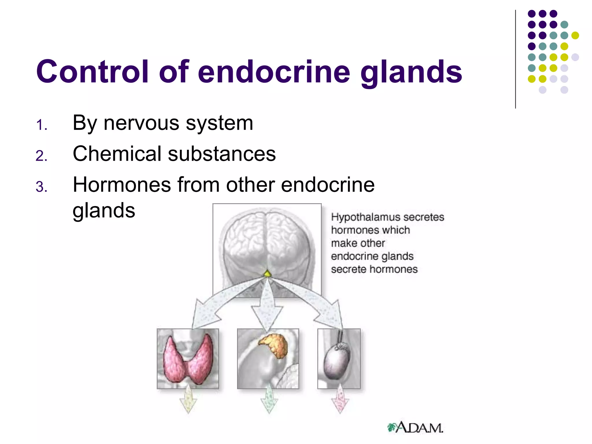 Chapter 15 Hormones Lesson 1 - Endocrine Glands and the effects of ...