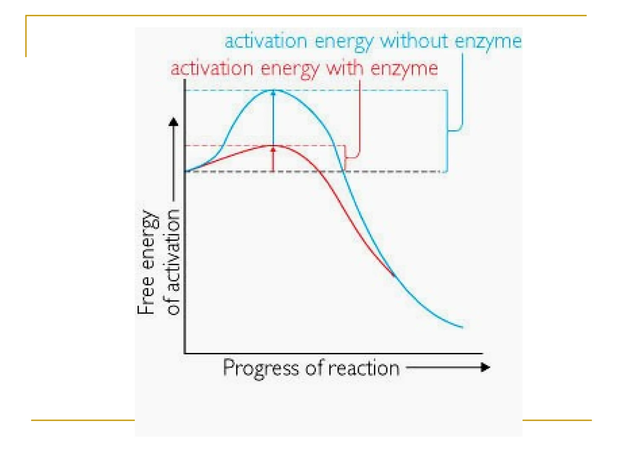 Powerpoint presentation about Enzymes.ppt