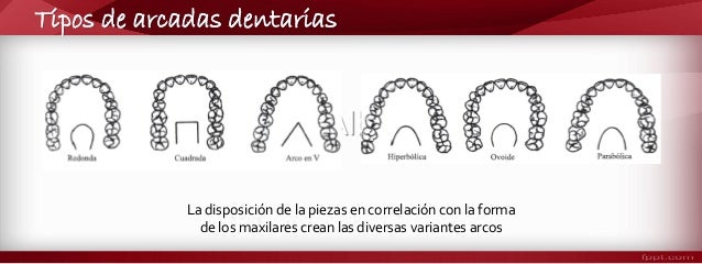 Anatomía dental y oclusión / 1er unidad / 1era clase: Características…