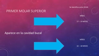1er molar superior | PPTX