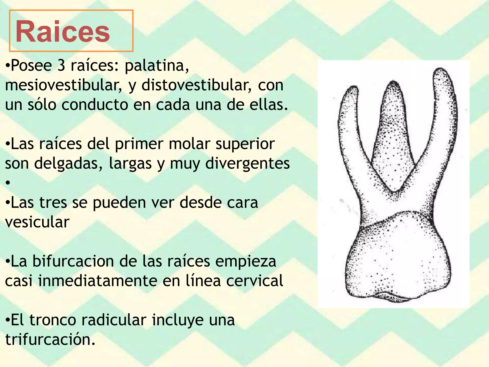 primer molar superior derecho temporal | PPTX