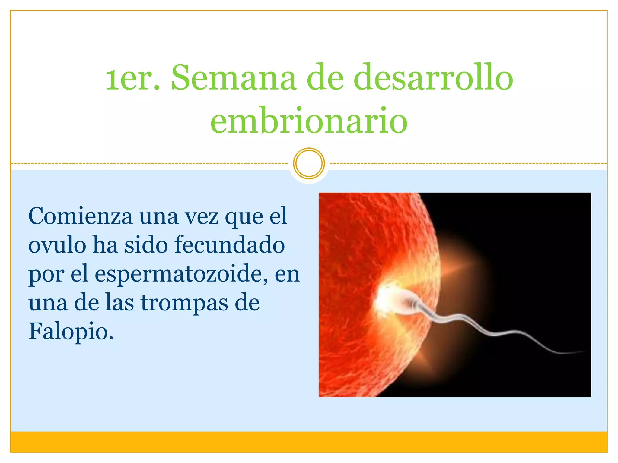 1er semana de desarrollo embrionario | PPTX