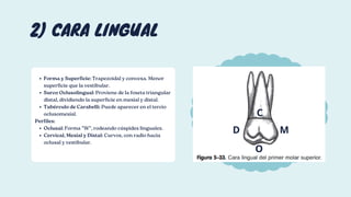 1er y 2do molar superior por Iban y Ever.pdf