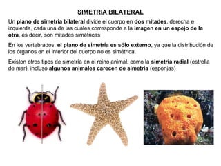 1 eso.t 8. Animales Vertebrados | PPT