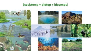 Els Ecosistemes (1ESO) | PDF