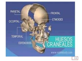 1_esqueleto_axial.ppt , kmkl{kn{kklmmmknkj | PPT