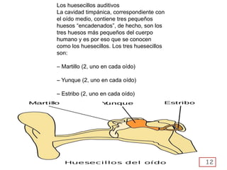 1_esqueleto_axial.ppt , kmkl{kn{kklmmmknkj | PPT