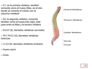 1_esqueleto_axial.ppt , kmkl{kn{kklmmmknkj | PPT