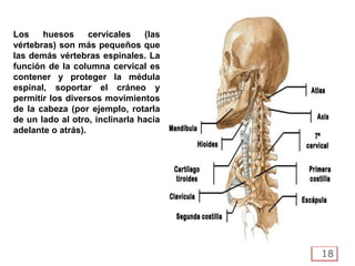 1_esqueleto_axial.ppt , kmkl{kn{kklmmmknkj | PPT