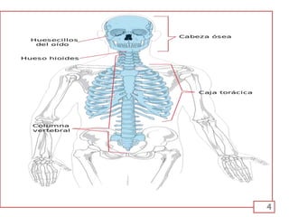 1_esqueleto_axial.ppt , kmkl{kn{kklmmmknkj | PPT