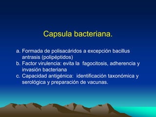 1 estructura bacteriana | PDF